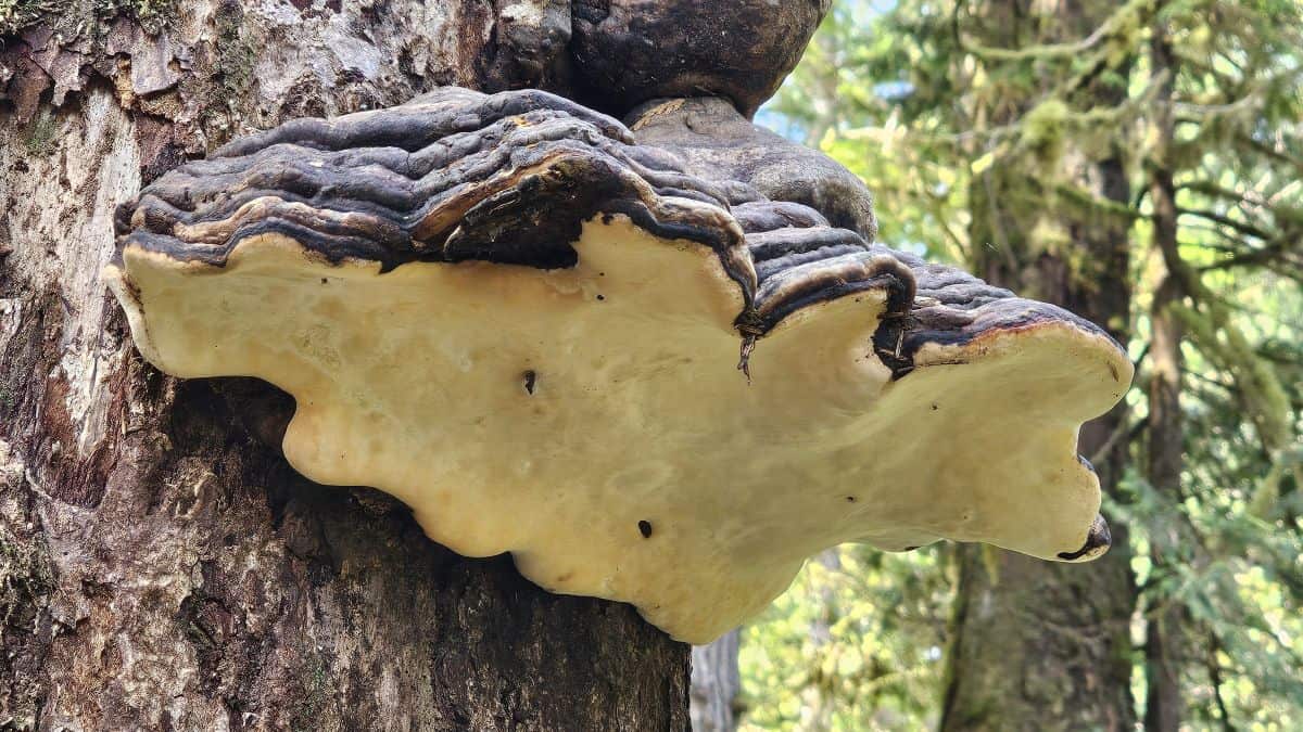 Design Your Life with a Personal Book of Knowledge - Journaled Life